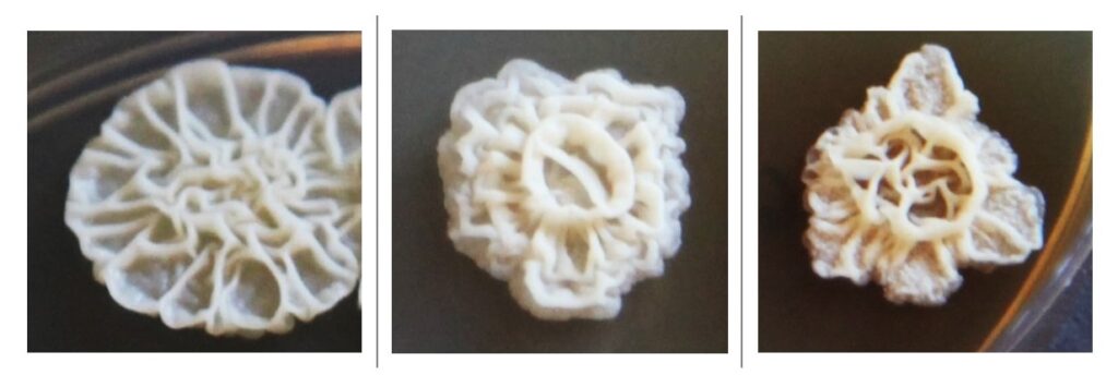 Dust-borne microorganisms – The Atmospheric & Environmental ...